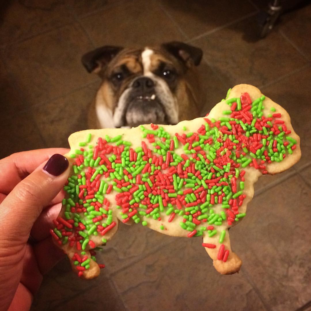 Christmas Music & English Bulldog Shaped Sugar Cookies - in a card